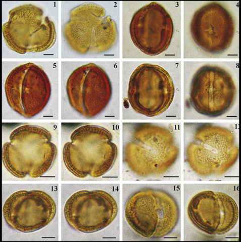 Allergic to pollen? How about we fossilize it for you? – Backyard Geology