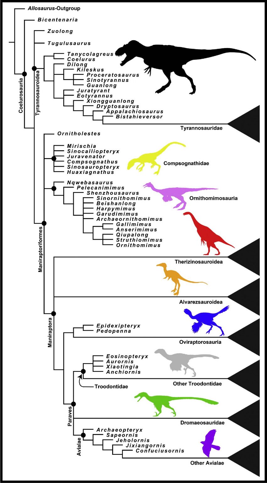 What came first: the chicken or the T. Rex? – Backyard Geology